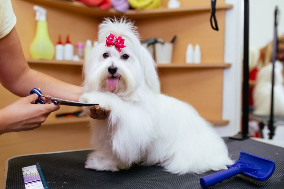 Nimitz, WV Veterinary Services | New River Animal Hospital